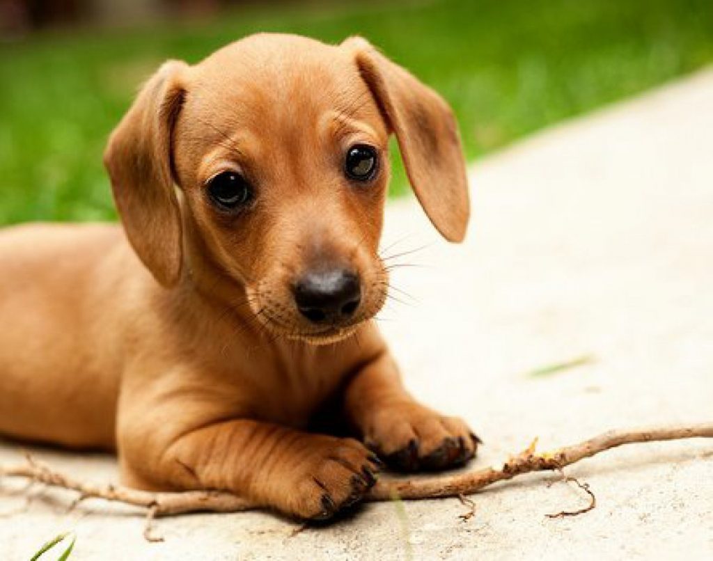 Alimentar a un cachorro - Revista PEM Alimentar a un cachorro - Revista PEM