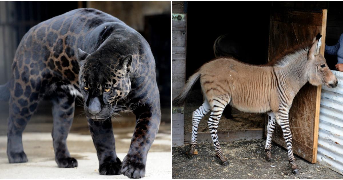 Animales que se modificaron por la ciencia - Revista PEM