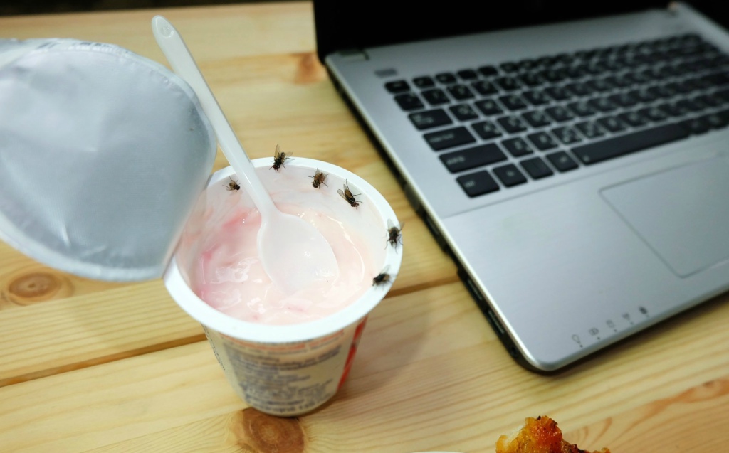 Moscas y salmonelosis: una enfermedad adquirida con los alimentos